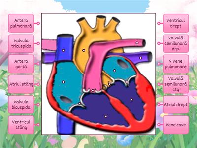 Inima la om - Resurse didactice