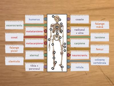Scheletul uman - Resurse didactice