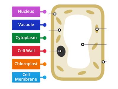 Plant cell cell - Teaching resources