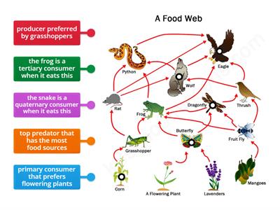 Food Web - Teaching resources