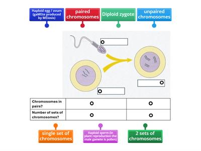 Plants Fertilisation - Teaching resources