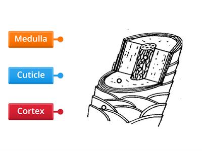 Hair structure printables - Teaching resources