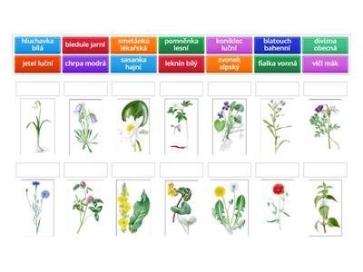 Prvouka stavba rostliny - Výukové zdroje