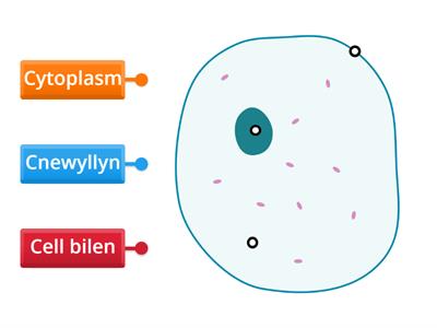 Cell anifail - Teaching resources
