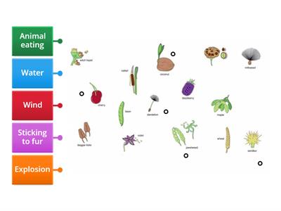 Seed dispersal - Teaching resources
