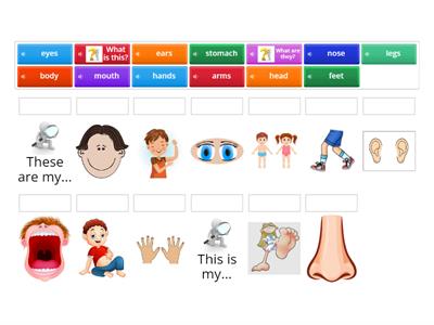 ESL Body parts Tertiary education - Teaching resources