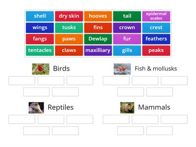 Animal features - Recursos didácticos