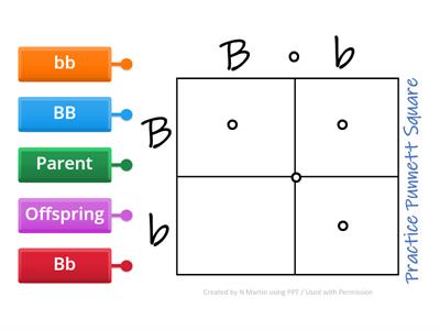 Punnett square - Teaching resources