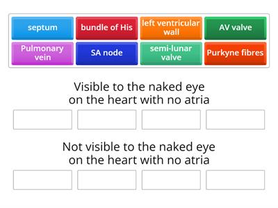 Heart dissection - Teaching resources