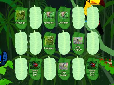 Paru trychfilod - Teaching resources