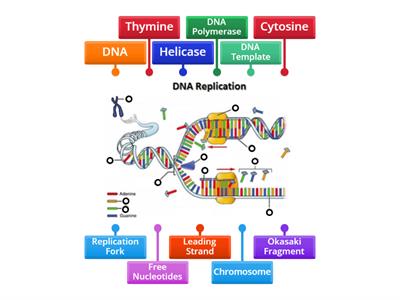 Dna replication - Teaching resources