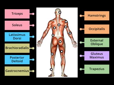 Back muscles - Teaching resources