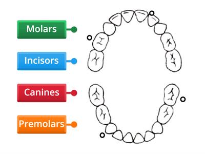 Teeth - Teaching resources