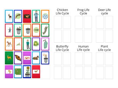 Life cycles - Teaching resources