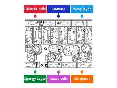 Leaf cross section - Teaching resources