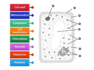 KS3 Plant and animal cell - Teaching resources