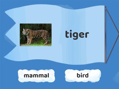 Bird mammal - Teaching resources