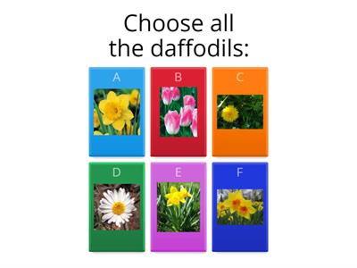 Flowers - Teaching resources