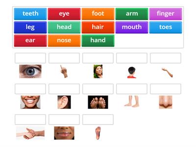 Human body - Teaching resources