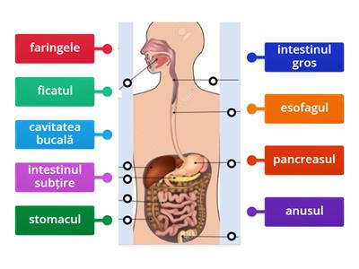 Sistemul reproducator la om - Resurse didactice