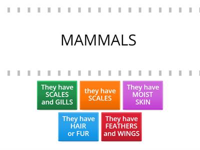 Mammals reptiles amphibians fish birds - Recursos didácticos