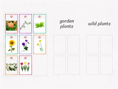 Plants - Teaching resources