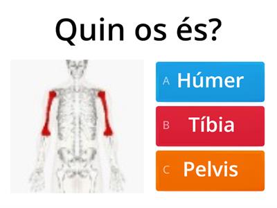 Ossos i músculs - Recursos didácticos