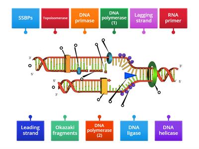 Dna replication - Teaching resources