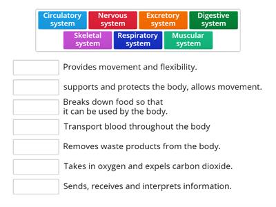 Biology Human body system - Teaching resources