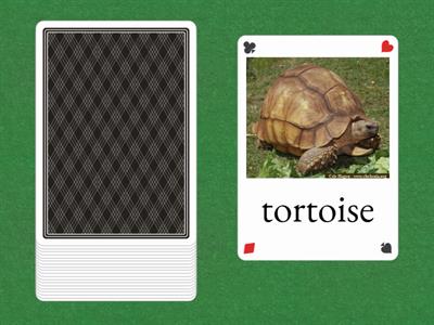 Animals - Teaching resources