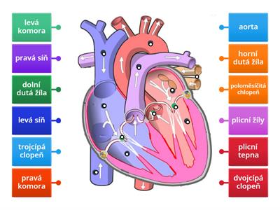 Srdce - Výukové zdroje