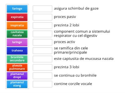 Sistem respirator - Resurse didactice