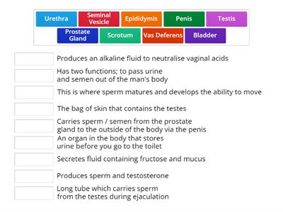 Structure of the male reproductive system - Teaching resources