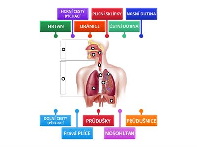5 třída přírodověda dýchací soustava - Výukové zdroje