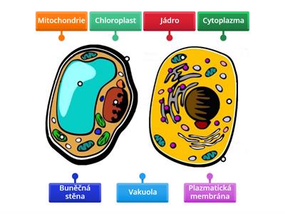 Tkáně buňky - Výukové zdroje
