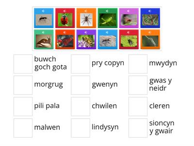 Trychfilod bach - Teaching resources