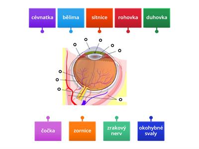 Stavba oka - Výukové zdroje