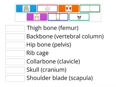 Bones - Teaching resources
