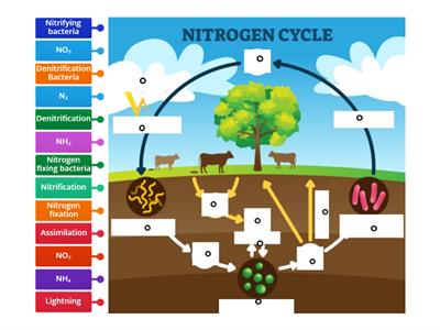 Simple nitrogen cycle - Teaching resources
