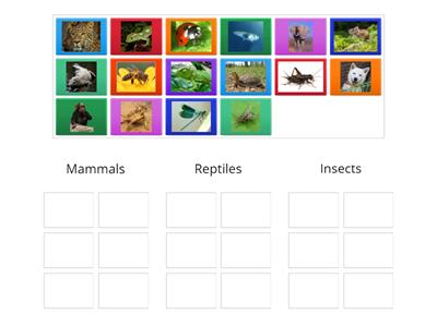 Mammals reptiles - Teaching resources