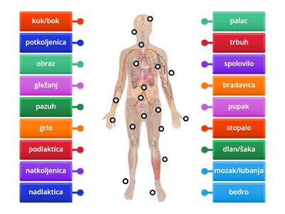 Dijelovi tijela - Nastavne aktivnosti