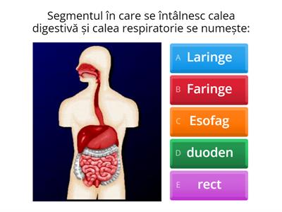 Sistemul digestiv si digestia - Resurse didactice