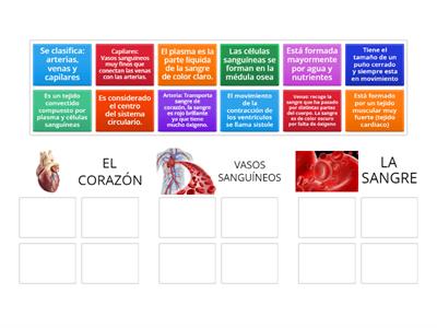 Partes del sistema circulatorio - Recursos didácticos