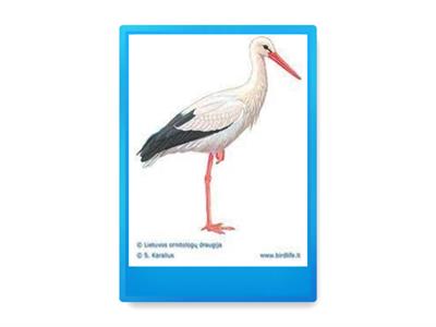 Lietuvos simboliai - Teaching resources