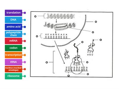 Protein - Teaching resources