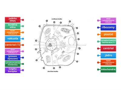 Rostlinná bunka - Výukové zdroje