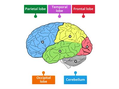 Brain lobes - Teaching resources