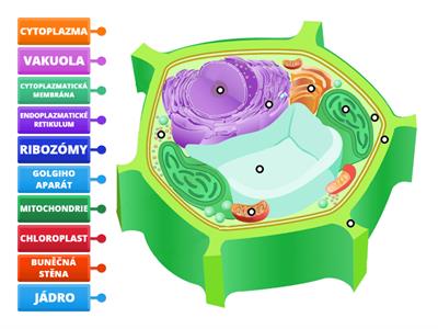 Rostlinná bunka - Výukové zdroje