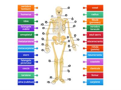Scheletul - Resurse didactice