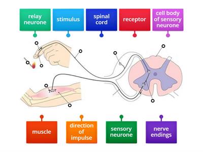 Reflex arc - Teaching resources